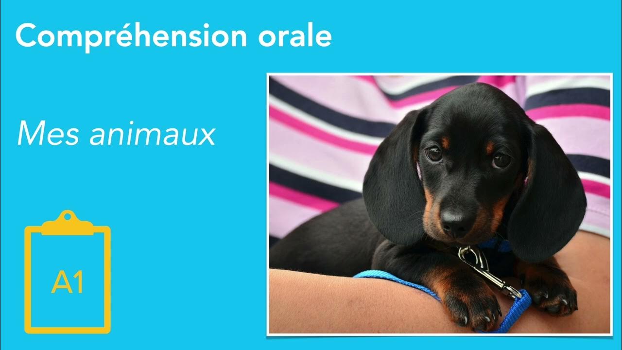 Compréhension orale | Animaux | A1 - YouTube