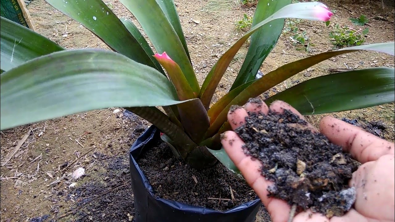 How To Plant Bromelia Flowers - YouTube