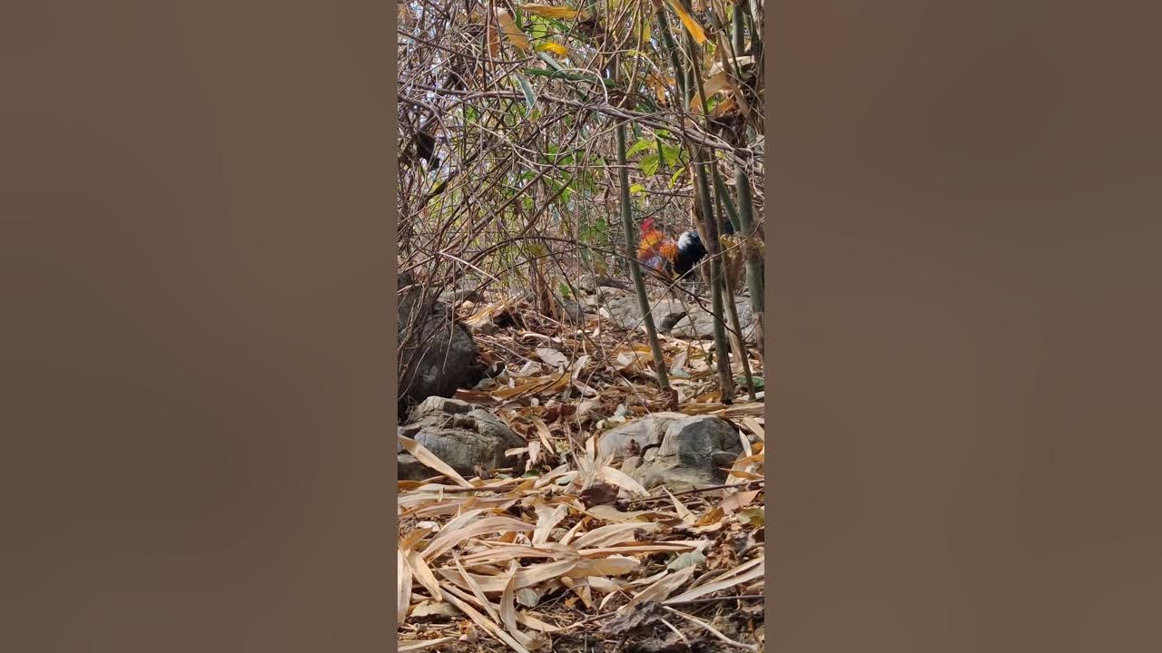 Gà rừng f1 cực đẹp. Qiab qus f1 zoo nkauj kaws li nawb - YouTube
