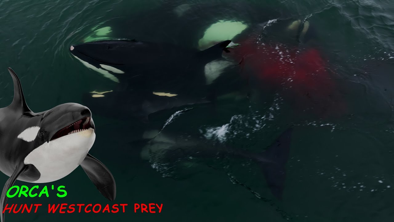 Orca's Hunt Westcoast Prey #orca #killerwhales #whales - YouTube