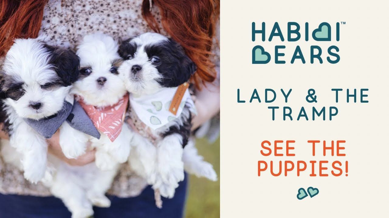 Habibi Bear puppy evaluation day overview | Purpose Bred Puppies in Wa ...