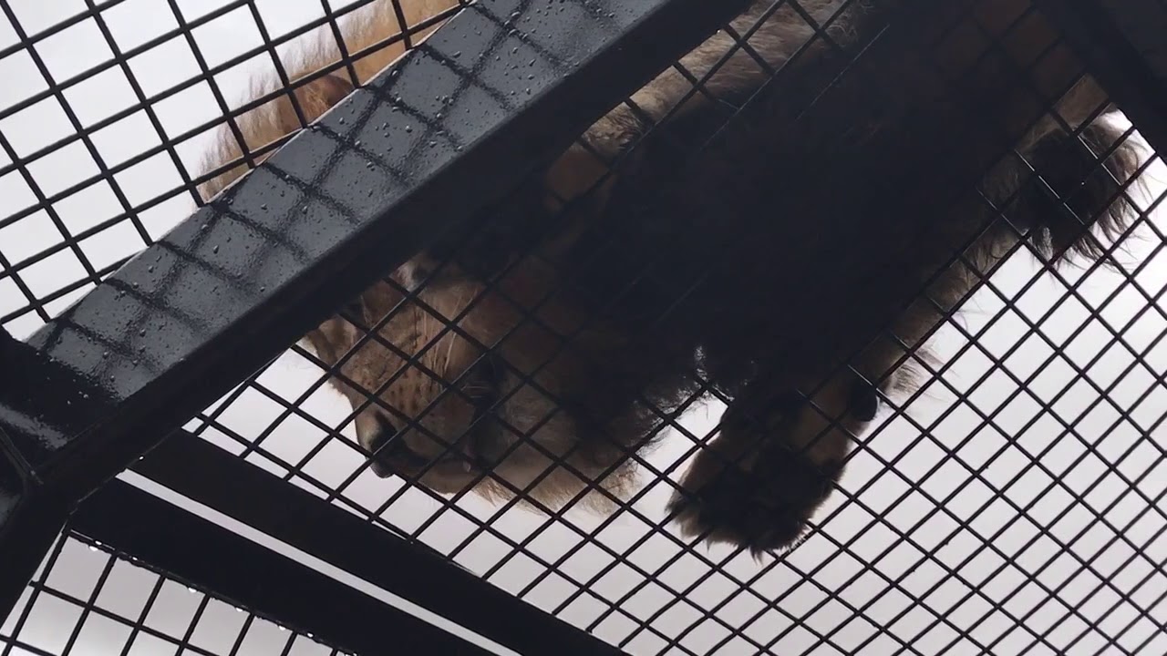 Lions 360 at Monarto Zoo - YouTube