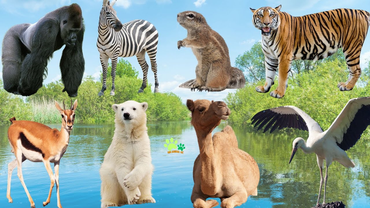 Familiar Animal Sounds: Stork, Camel, Bear, Tiger, Deer, Squirrel ...