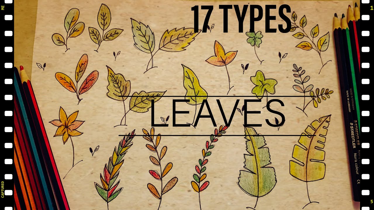 How To Draw 17 Types of LEAVES EASY Step by Step Tutorial || Pencil ...