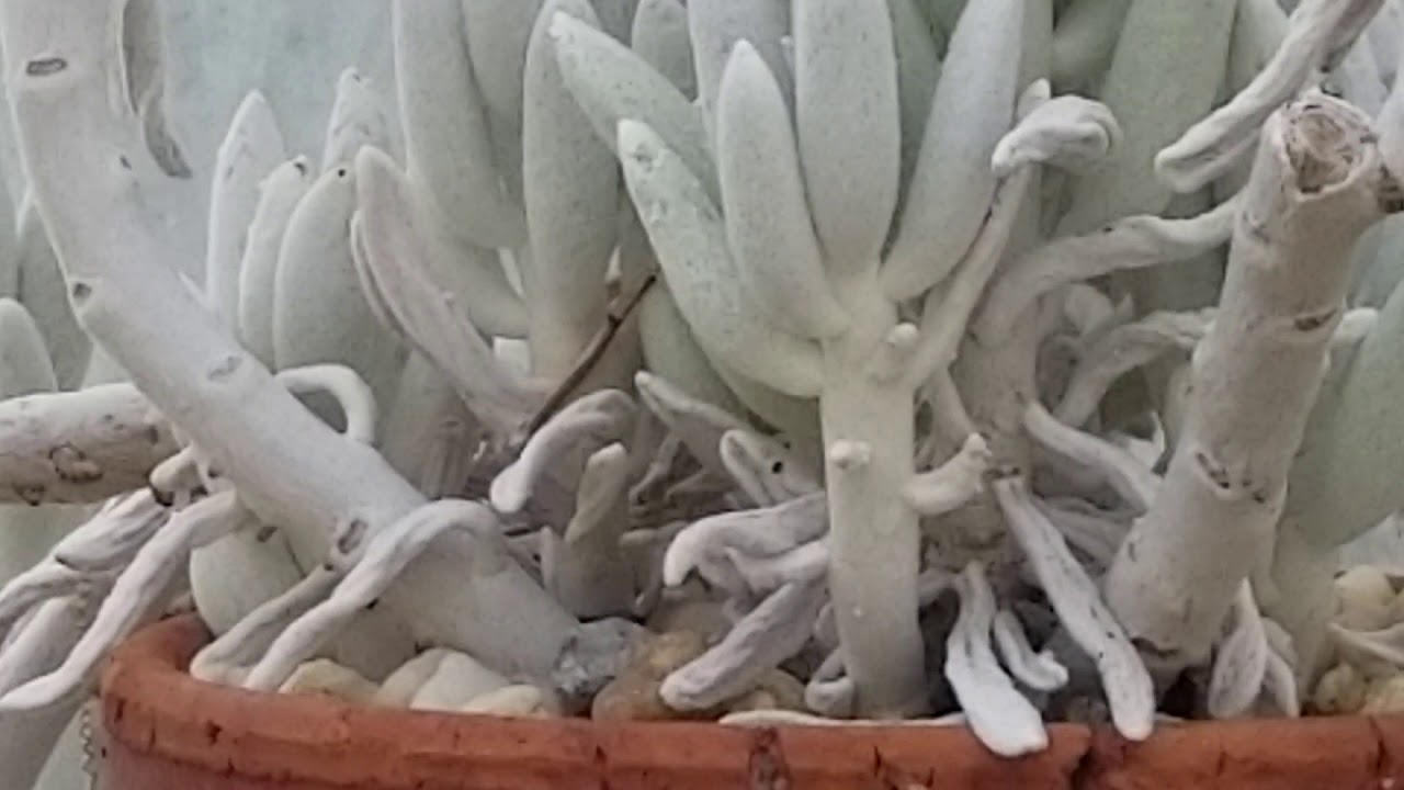 SENECIO HAWORTHII COCOON PLANT, WOOLY SENECIO SUCCULENT - YouTube