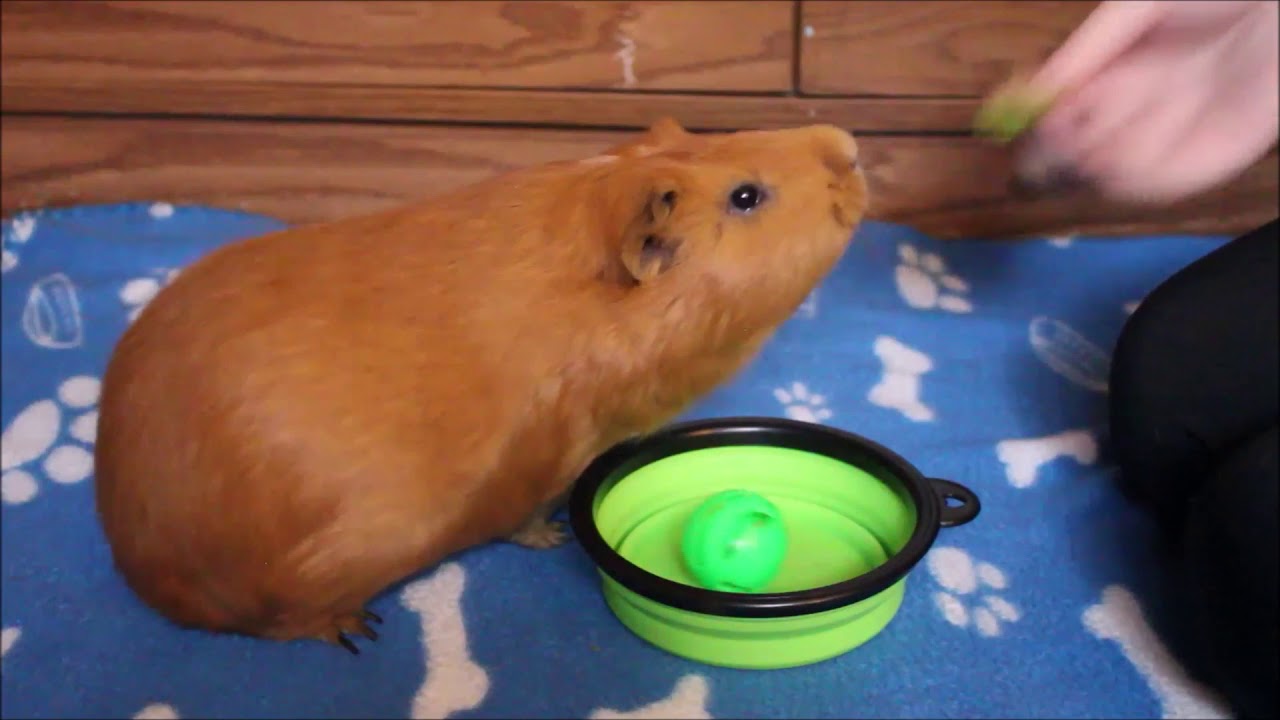 Guinea Pigs Doing Tricks