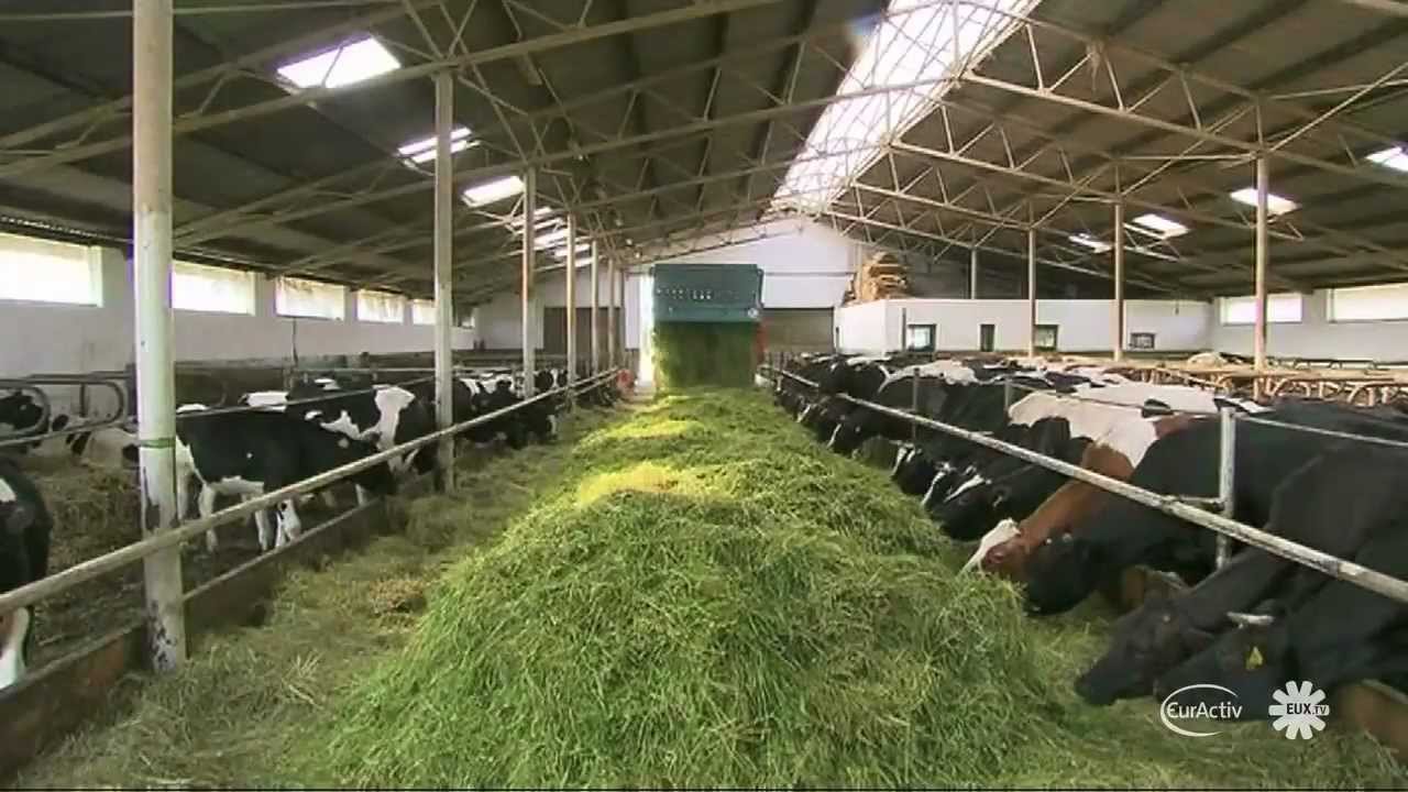 EU's new animal welfare approach under fire - YouTube