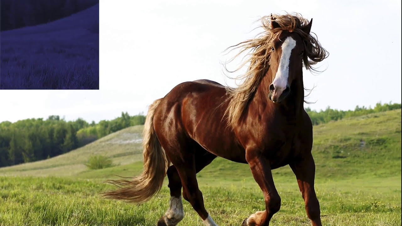 Superbia | Diego Figus | Sardinia full HD | - YouTube