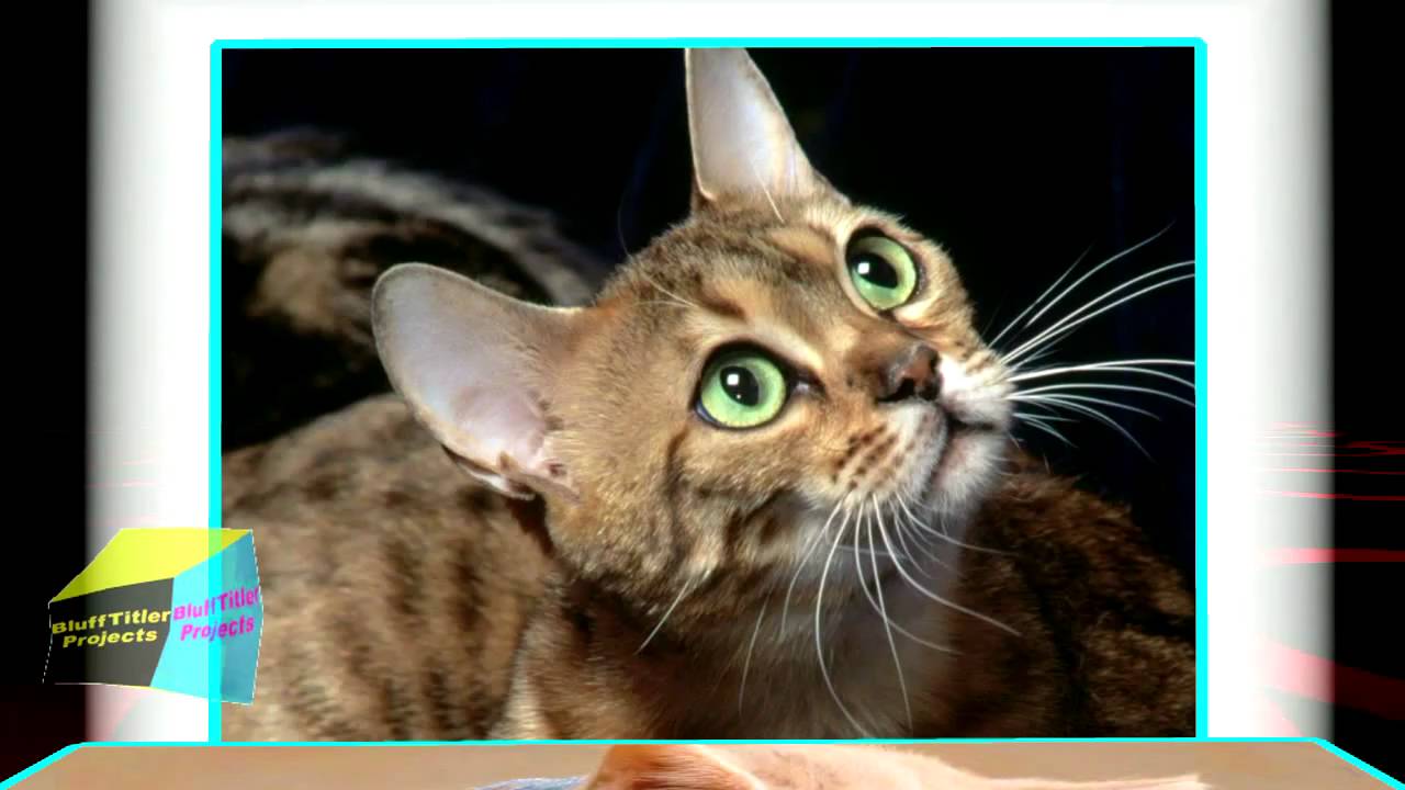 blufftitler Blocks Falling Down - YouTube