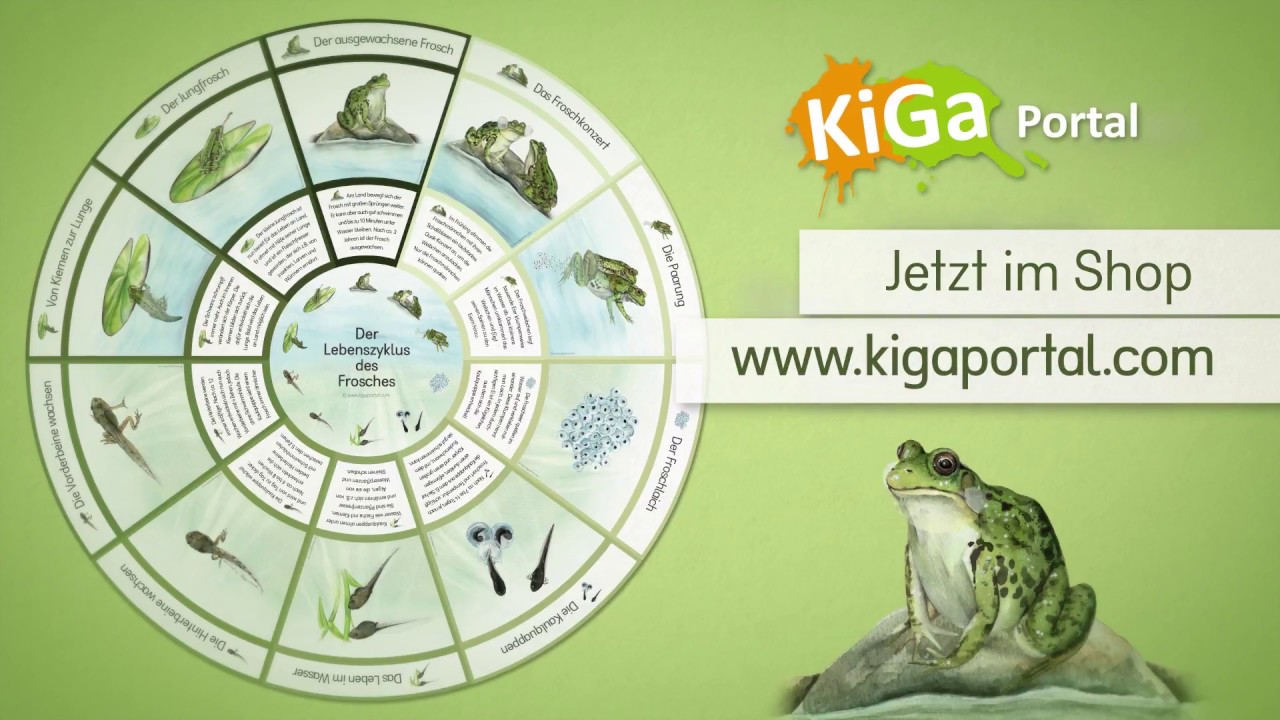 LEGEKREIS: Der Lebenszyklus des Frosches - YouTube