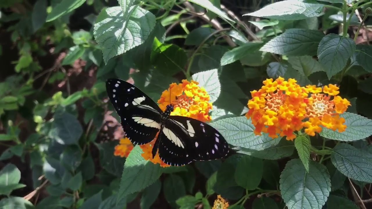 Butterflies at the Saint Louis Zoo - YouTube