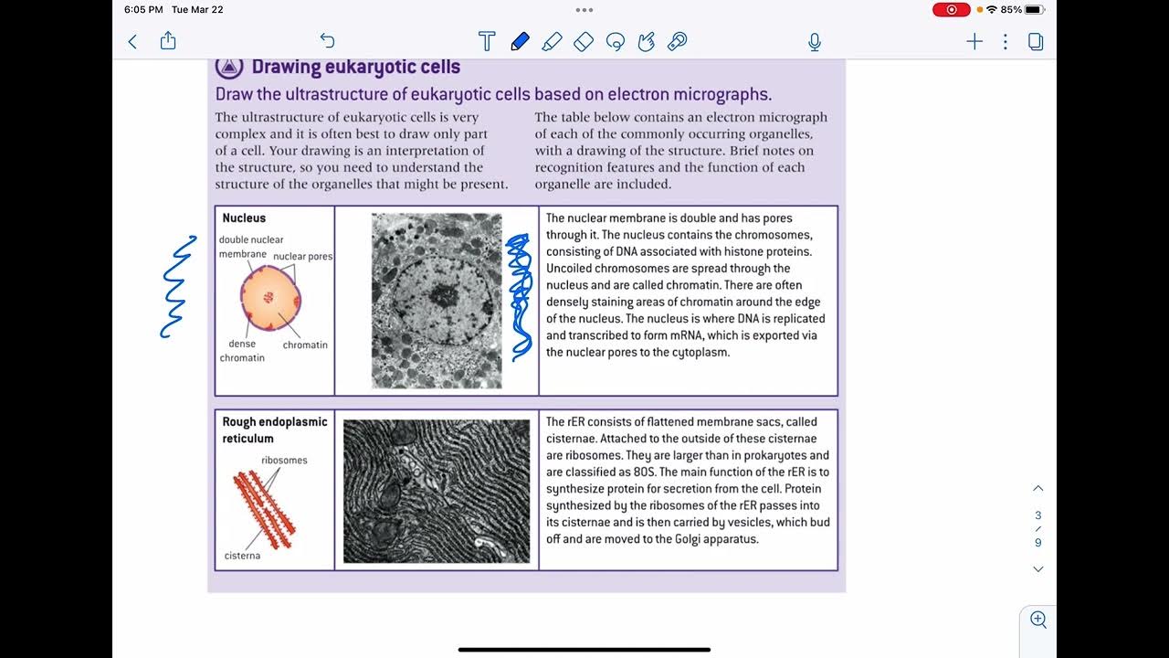 IB Bio Topic 1 Review - YouTube