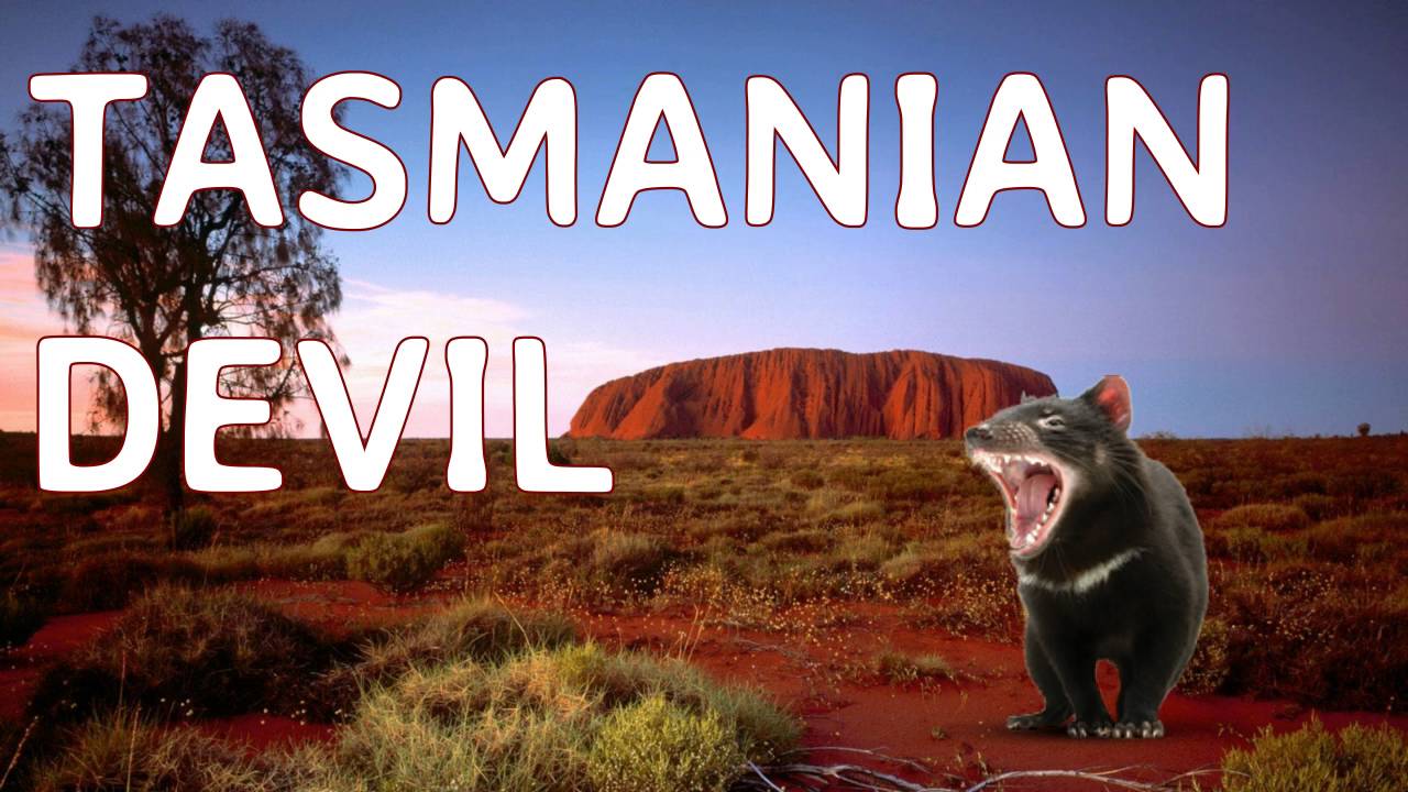 Learn Real Native Australian Animal Sounds with Surprise Time, Real ...