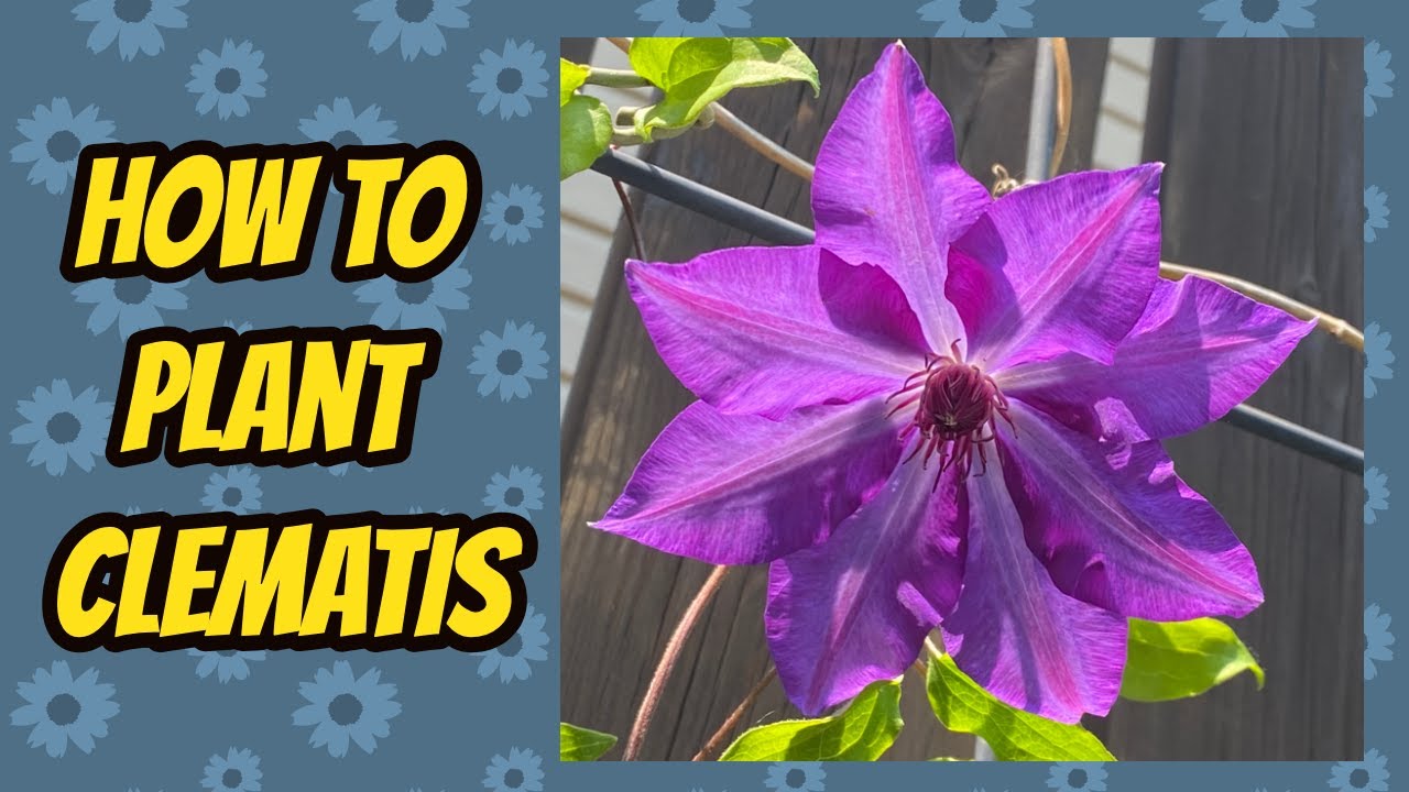 Planting Royal Cascade Clematis - YouTube