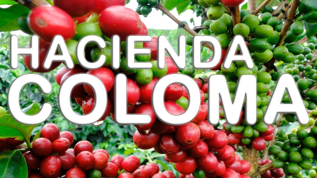 🌎 Hacienda Coloma tour del cafe - Fusagasugá ☕️ - tour del Bogotá 🇨🇴 ...