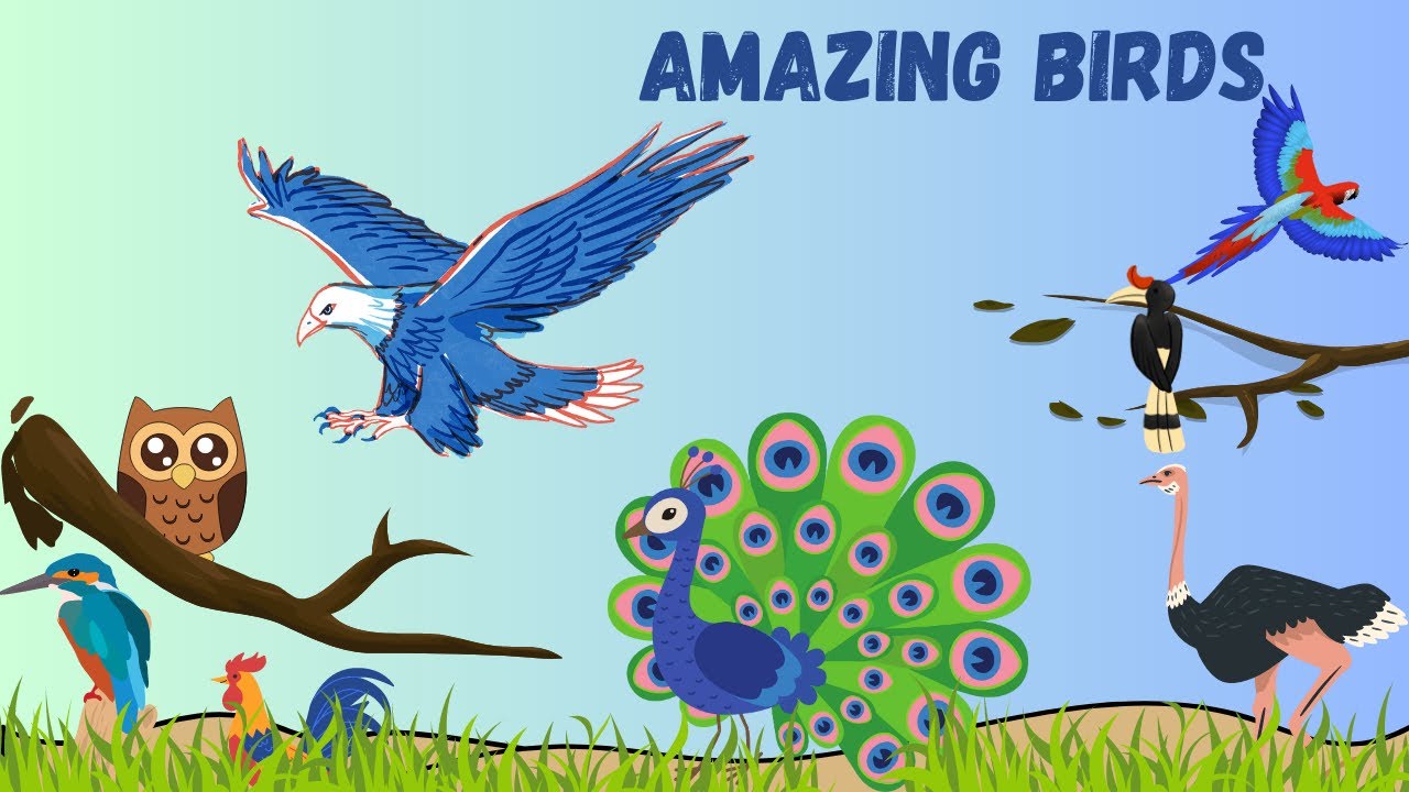 Bird Names | Birds in Their Natural Habitat Kids Vocabulary | flying ...