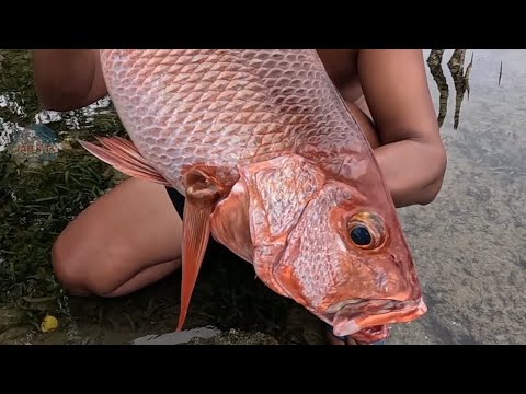isdang Mamahalin at Napakasarap! 🔥 Tinolang isdang Pulahan sa Umaga! 😱 ...