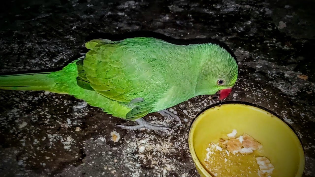 Parrot eating biscuit | @parrotmithu5970 - YouTube