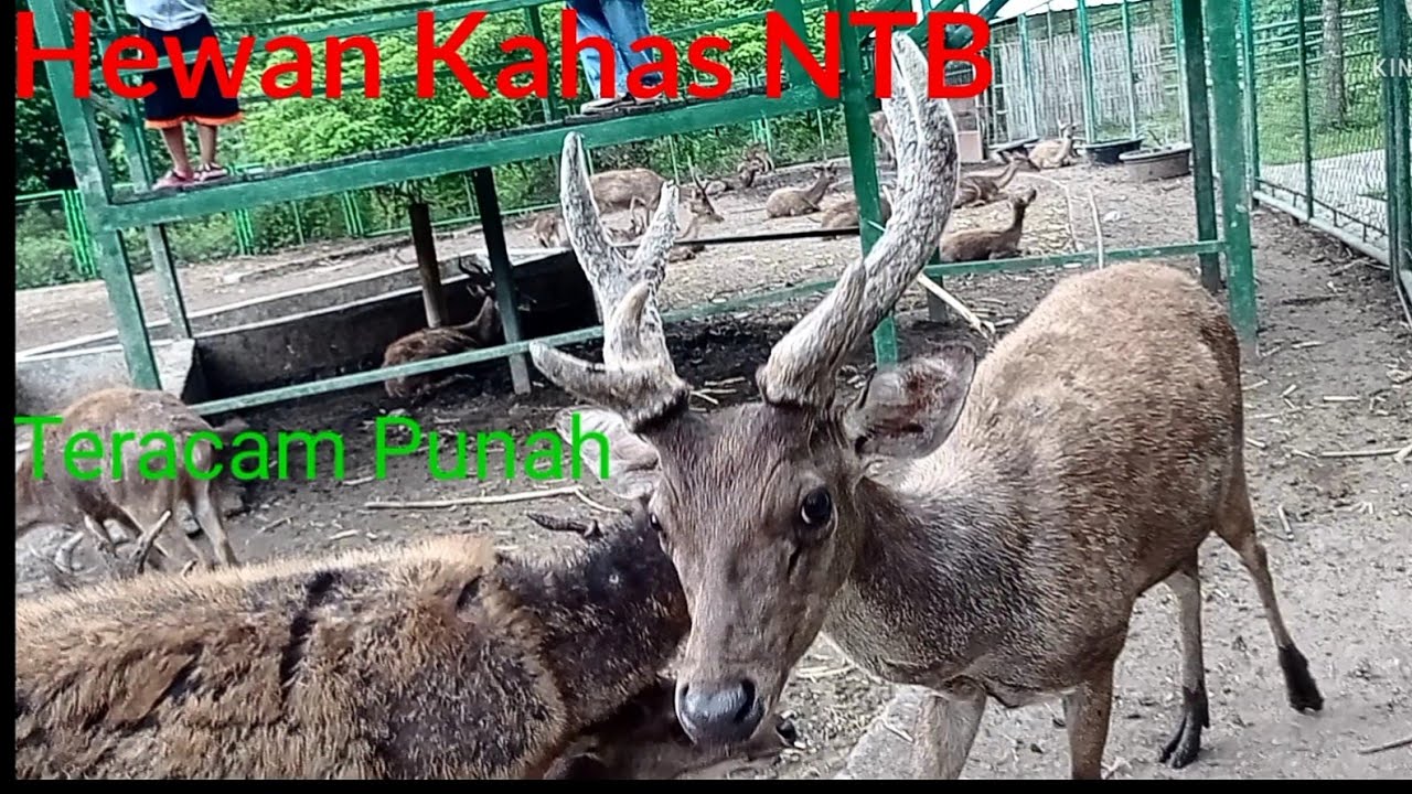 Hewan Khas NTB Terancam Punah - YouTube