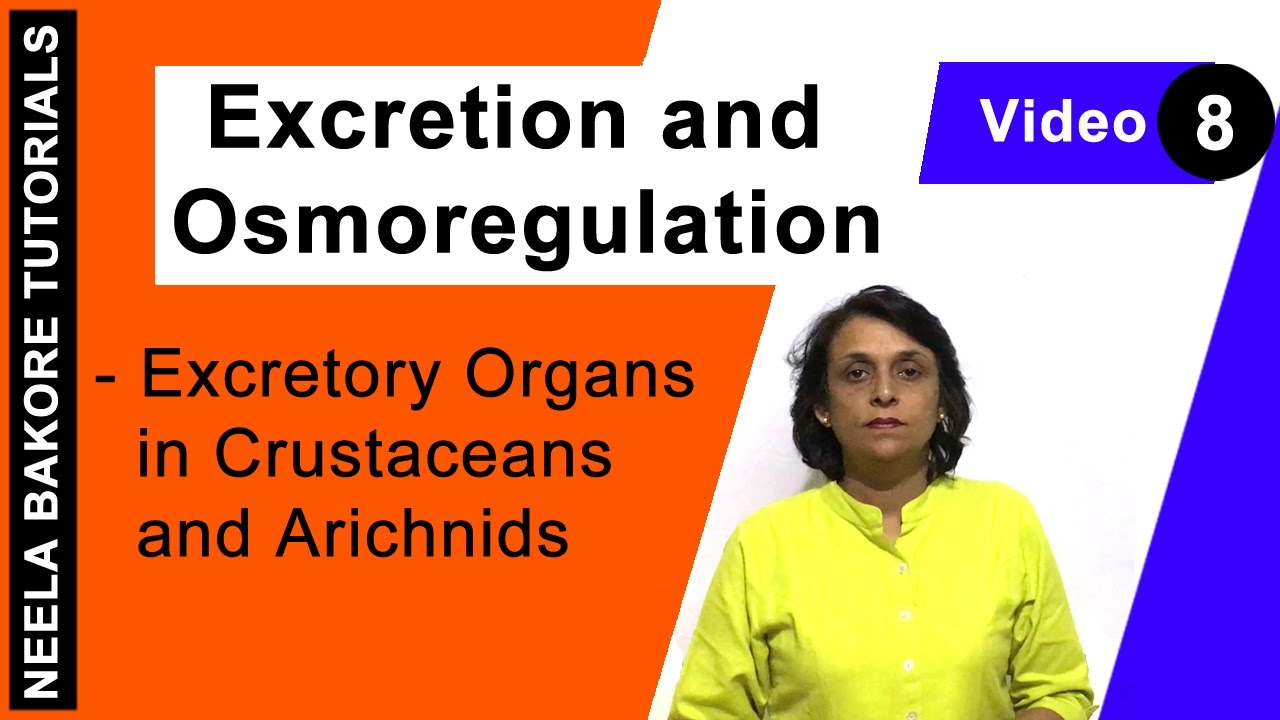 Excretion and Osmoregulation | NEET | Excretory Organs in Crustaceans ...