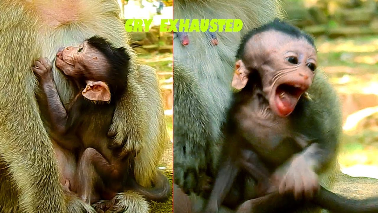 OMG, Daniela Drink Dolly Milk,Dolly Feel Hurt & Get Angry With, Baby ...