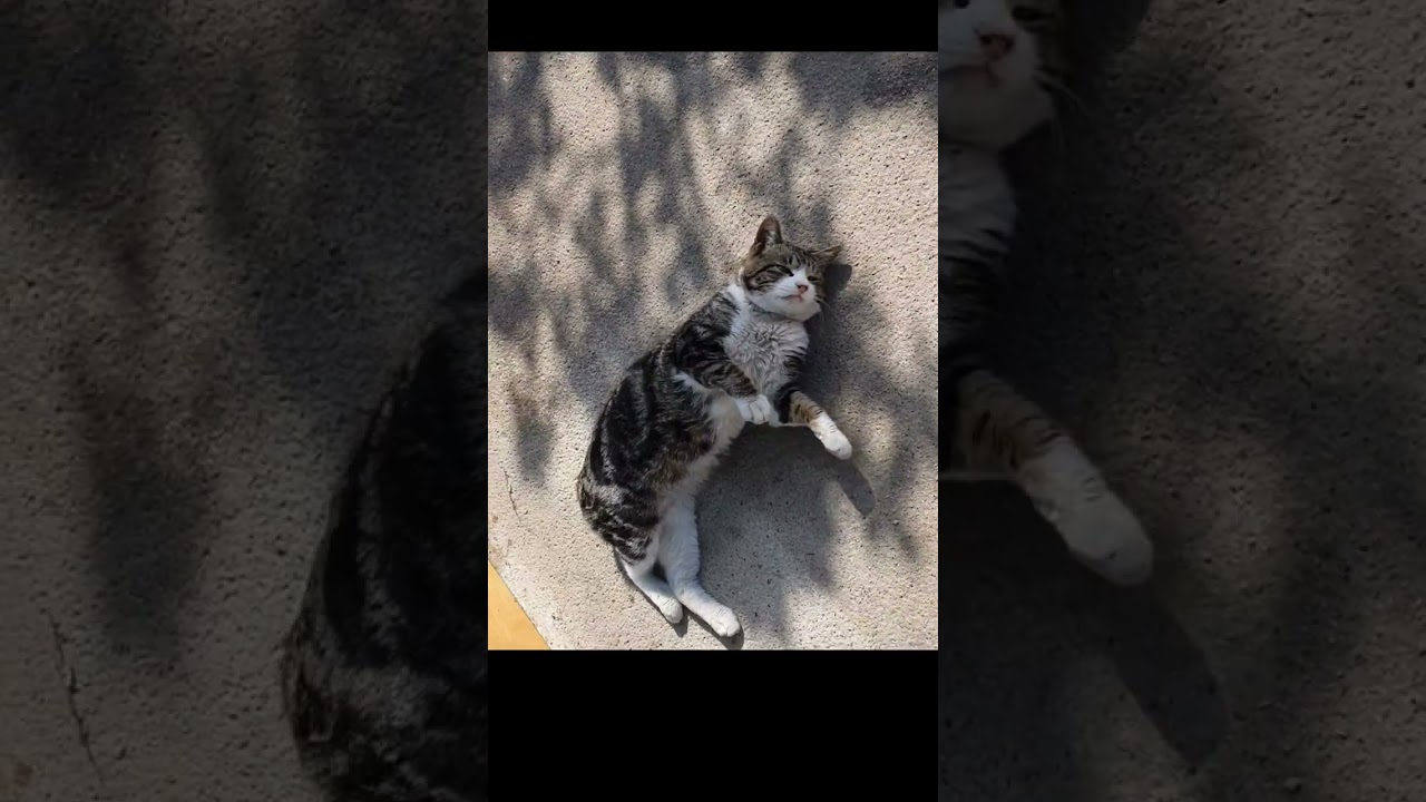 오늘 아침 너무추운 고양이 cat so cold this morning #shorts - YouTube