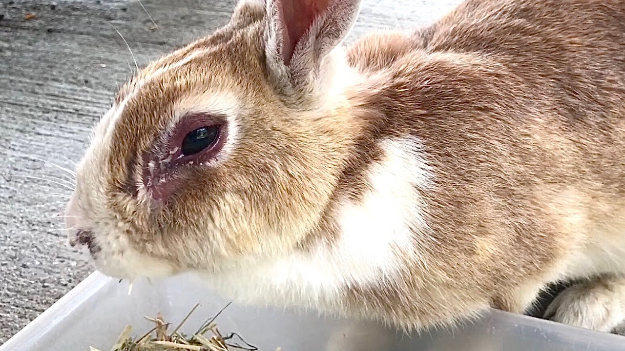 Wild rabbit with injured eye - YouTube