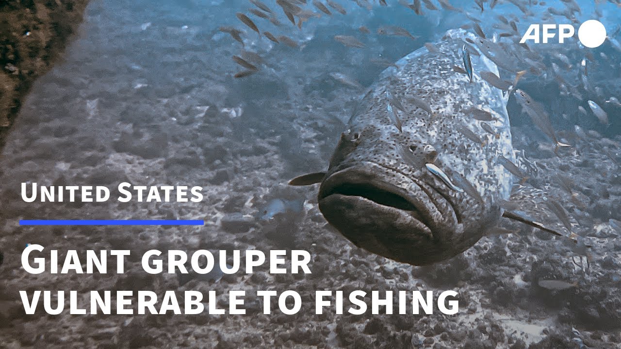 Giant grouper once more threatened by overfishing | AFP - YouTube