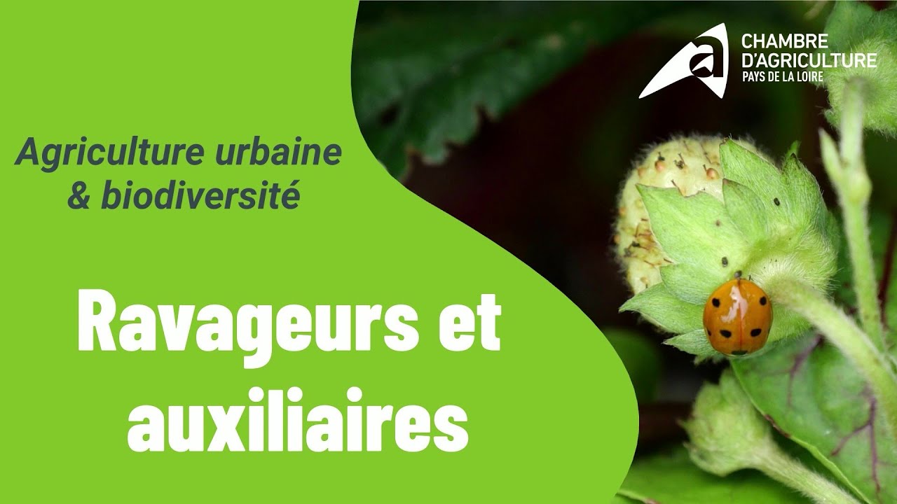 Agriculture urbaine et biodiversité : maitriser les ravageurs à l’aide ...