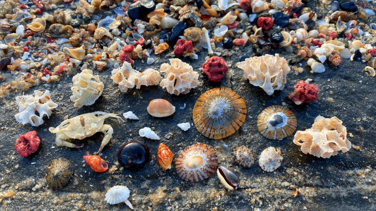 LIMPETS AND DNA CORAL JACKPOT! Seashell hunting for tiny seashells at ...
