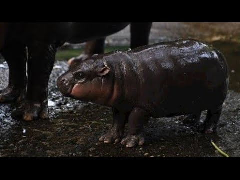 Hippo Cubs Cute baby in River Bath of Forest #wildlifetour#animals # ...