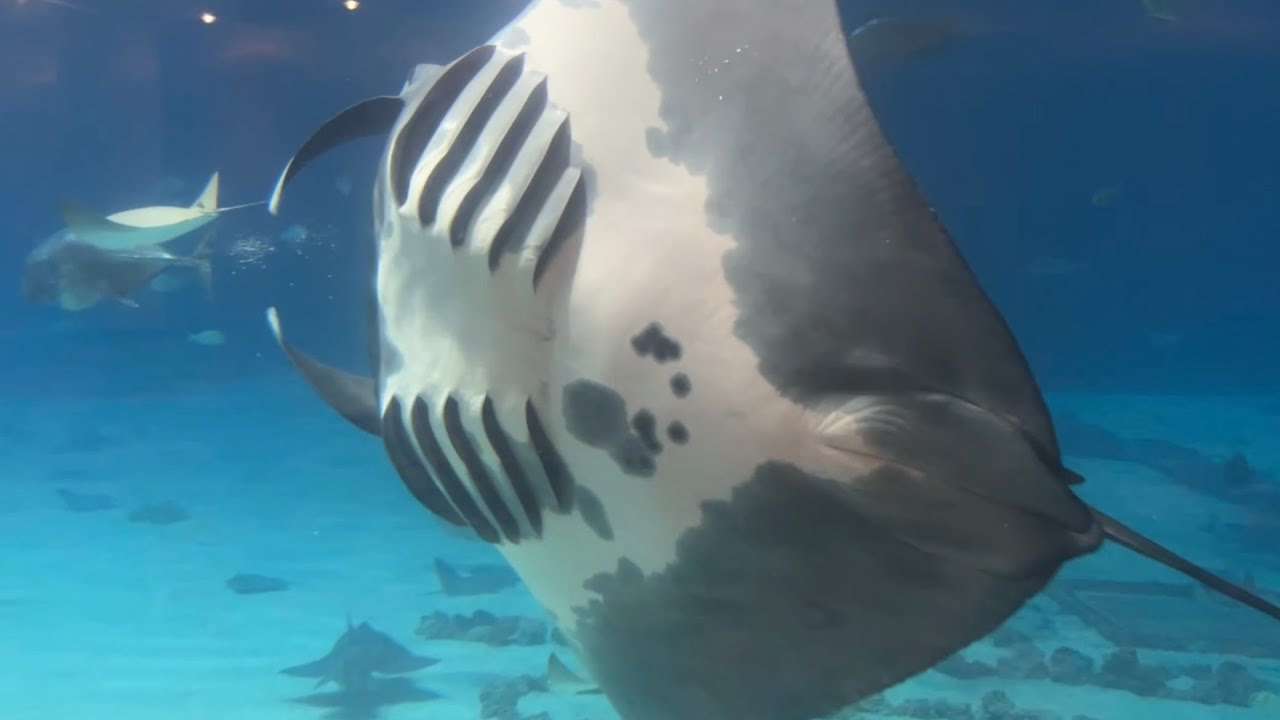 35 Minutes of Manta Rays Chasing Cownose Rays And Backflipping - YouTube