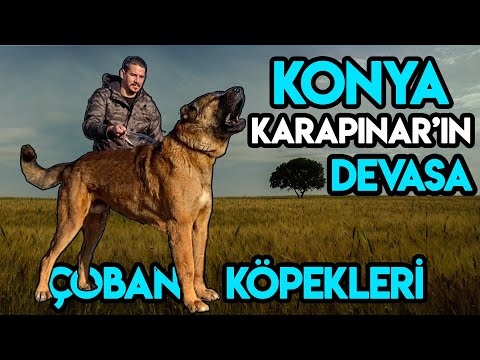 VAY CANINA ! BU NASIL KÖPEK ? GÖRENİ ŞOKA SOKUYOR ! @orhuntopkaya