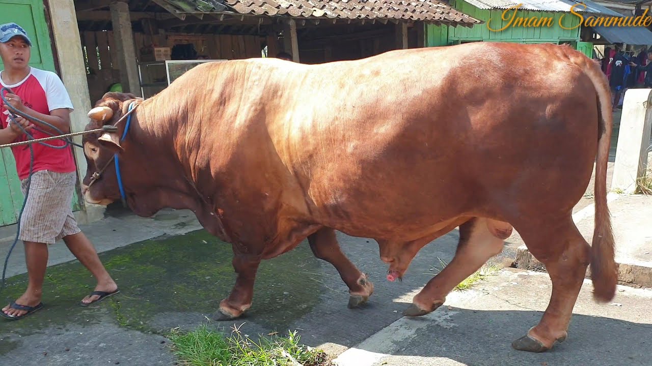 Full Sapi-Sapi Monster Mas Joko Grabag - YouTube