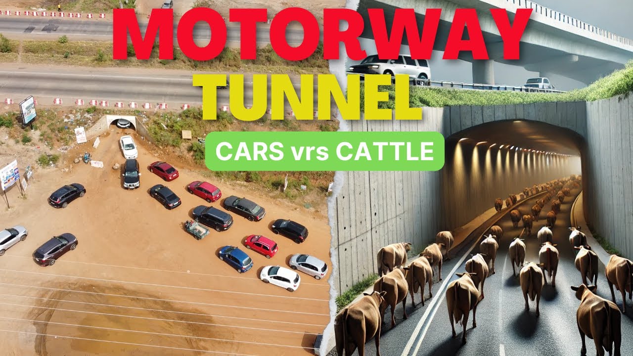 The Motorway Tunnels | Cars Vrs Cattle - YouTube