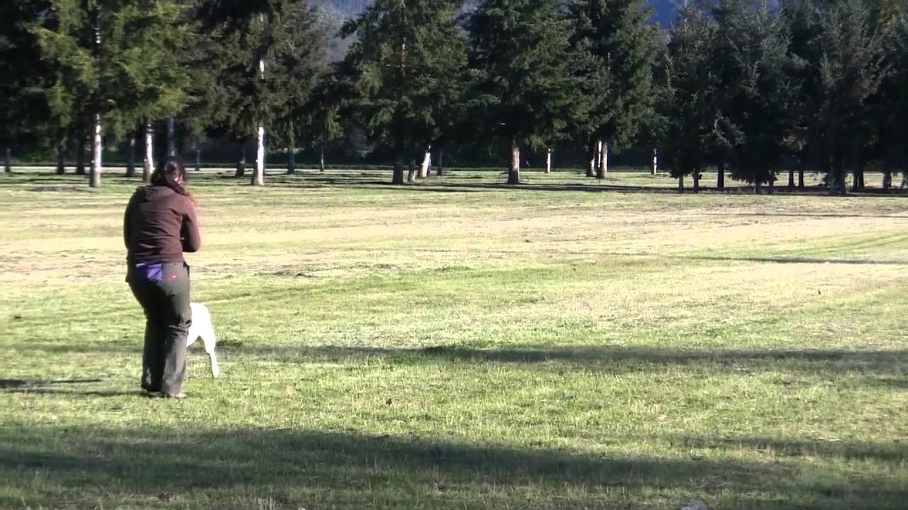 Andrea & Sutton working on heeling and engagement. - YouTube