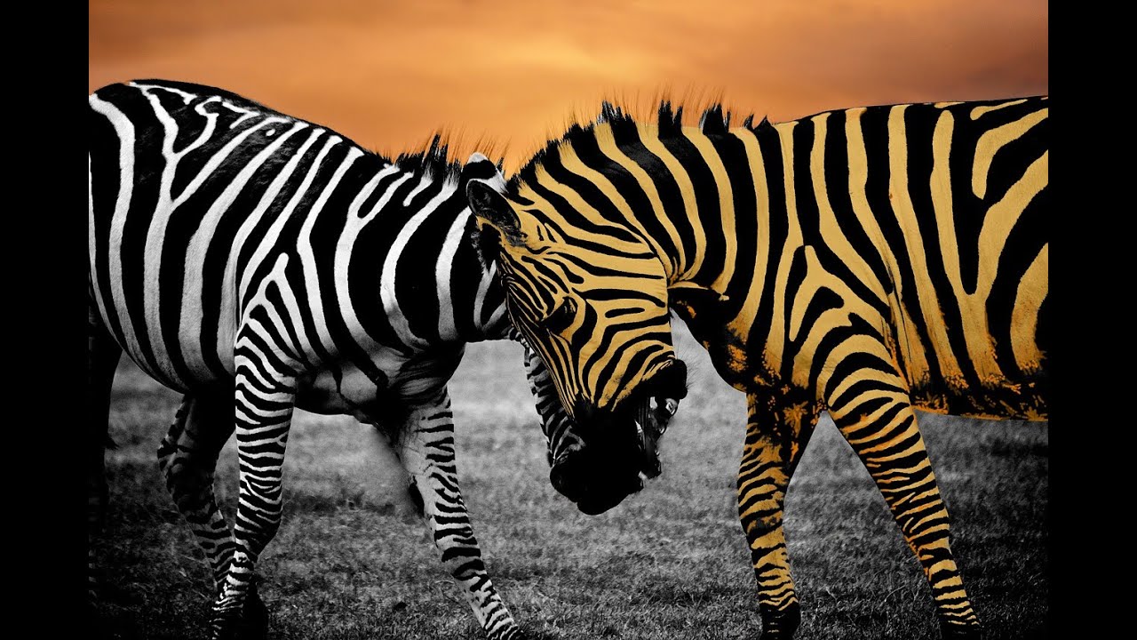 Knowledge of Living Things on Earth| learning and knowledge-zebra ...