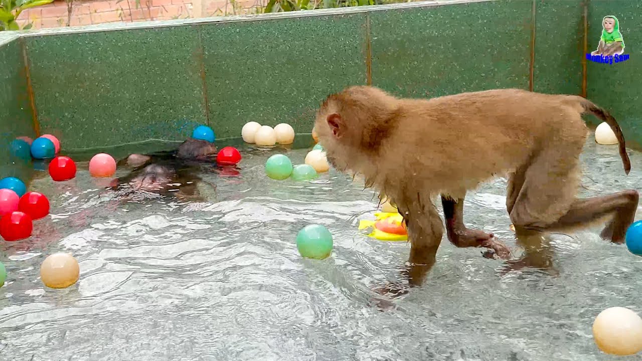 Monkey Sam & Asher happily scuba diving with cute plastic balls - YouTube