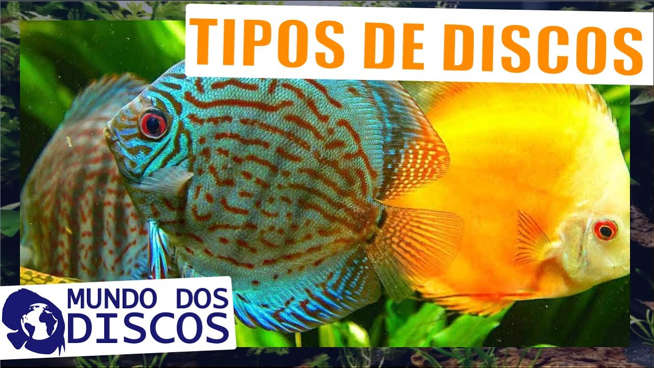 TUDO SOBRE TIPOS DE ACARÁS DISCOS! - YouTube