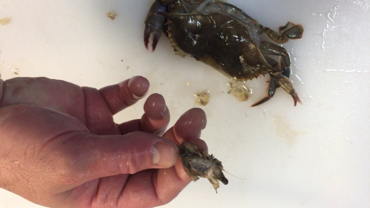 Cleaning a soft shell crab - YouTube