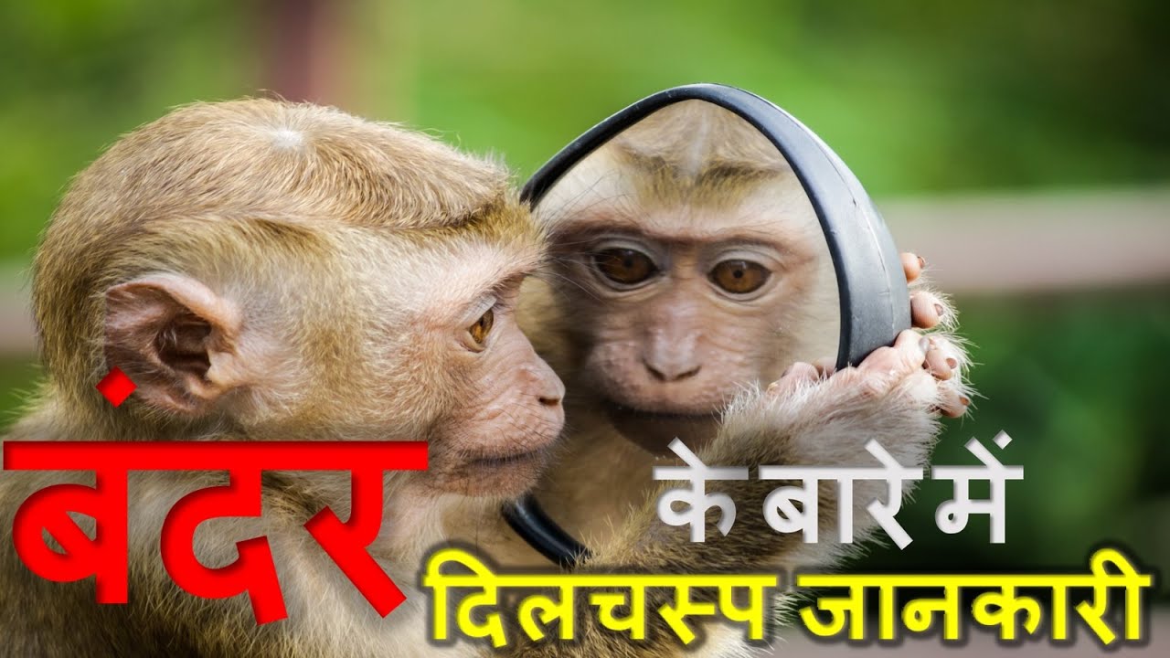 बंदर के बारे में रोचक जानकारी | information About Monkey | Old world monkey | New world monkey ...