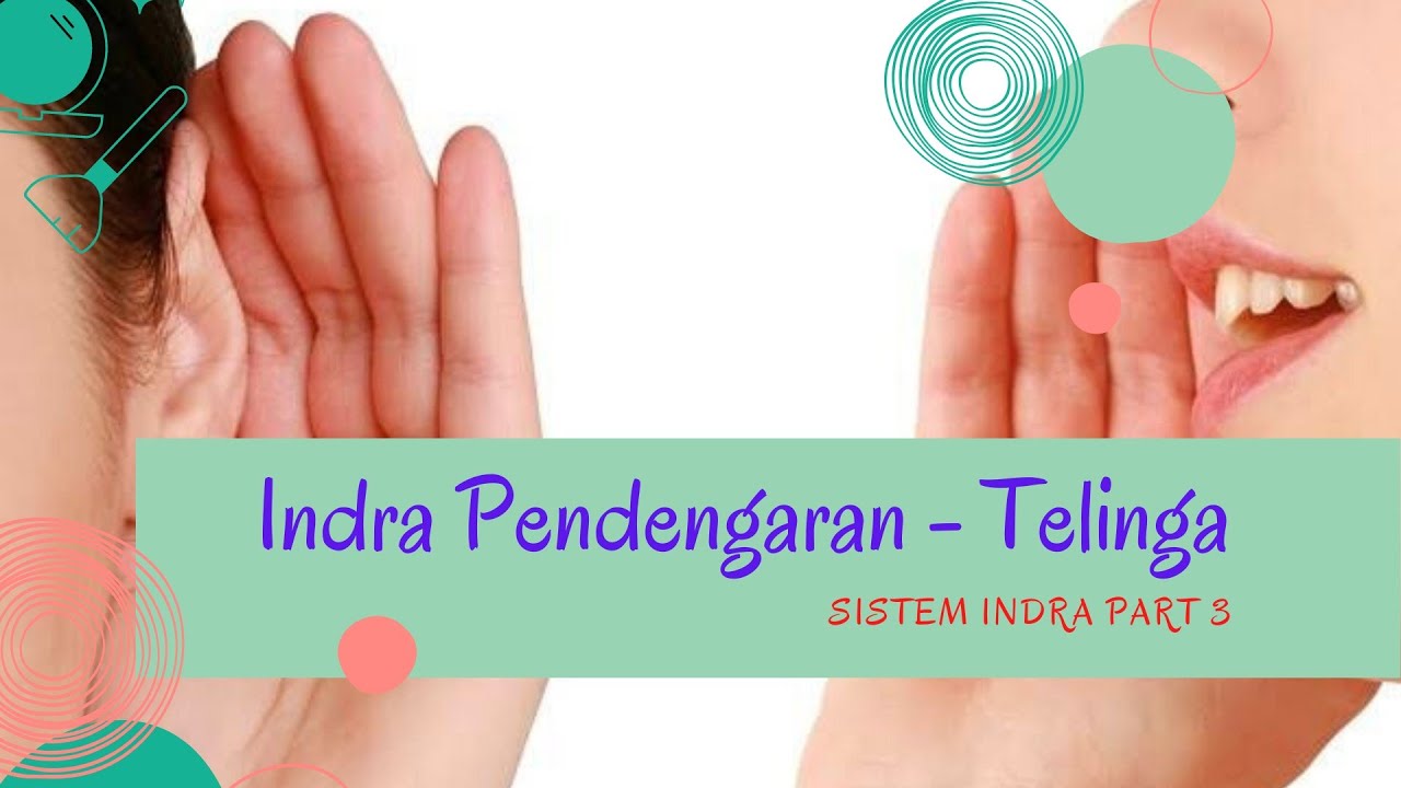 ALAT INDRA | INDRA PENDENGARAN & KESEIMBANGAN : TELINGA #materibiosma # ...