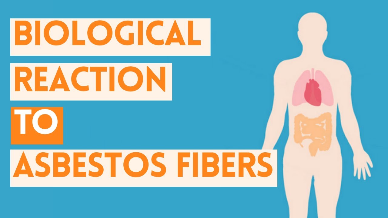 How Your Body Reacts to Asbestos Fibers in Your System - YouTube