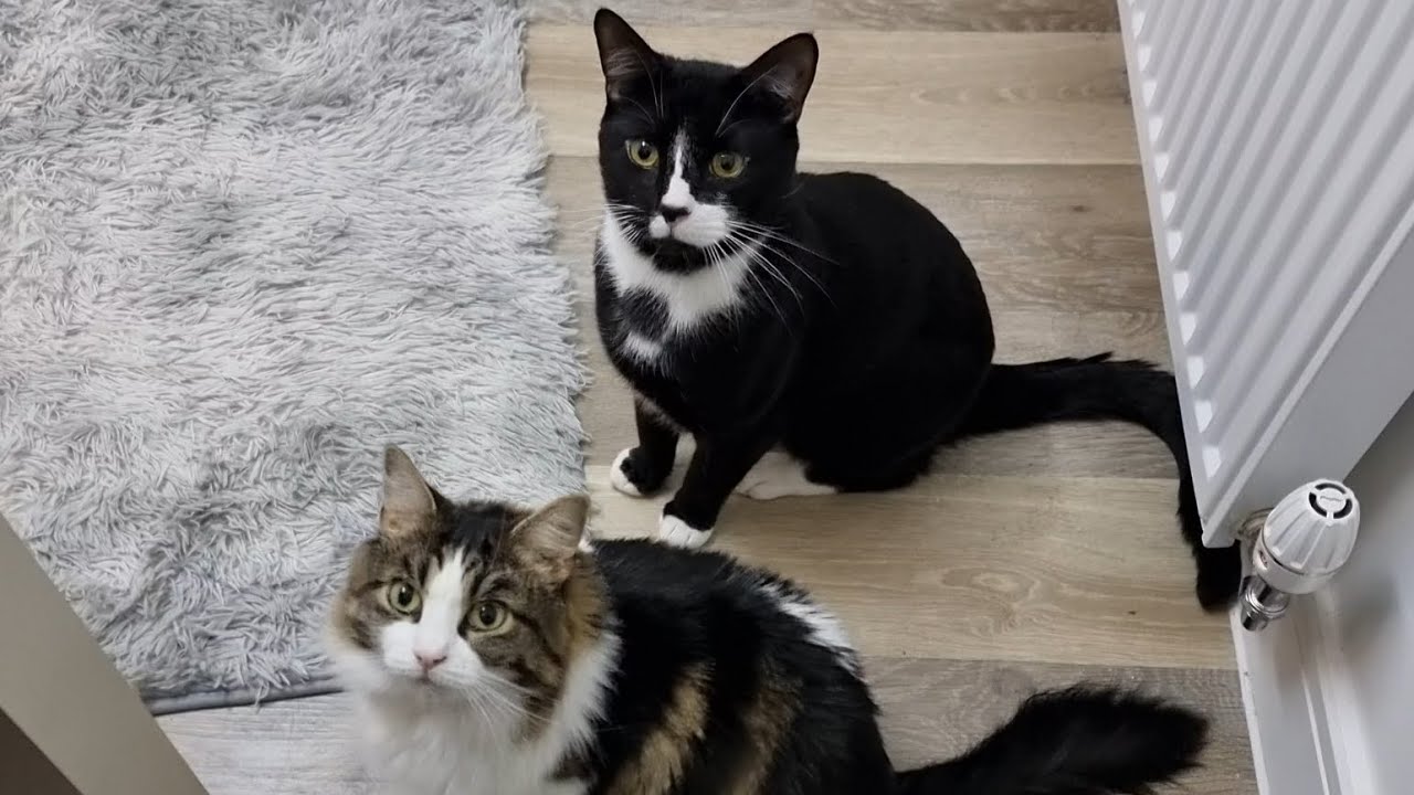 We Can Hear, We Can Smell, Meow Meow! - YouTube