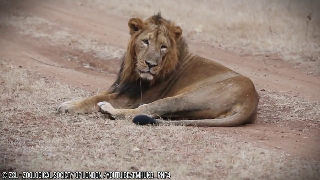 10 Most Unique Lions in the World! - YouTube