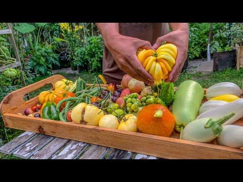 Yes! You can harvest this much in a small space. August Harvest