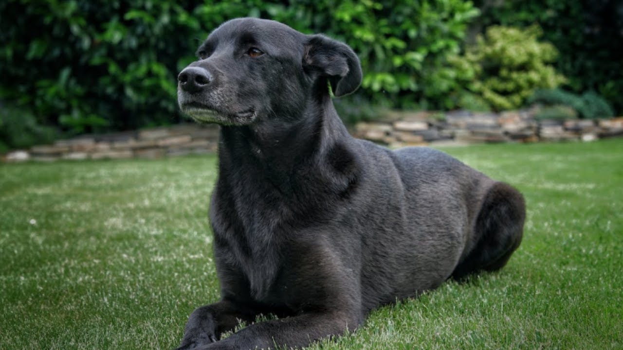 Afador Dog Breed || Afador Dog Breed 101 Facts || Afador Dog Breed ...