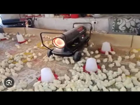 Diesel Brooder for Poultry farm, Brooding heater, #Boiler #brooder # ...