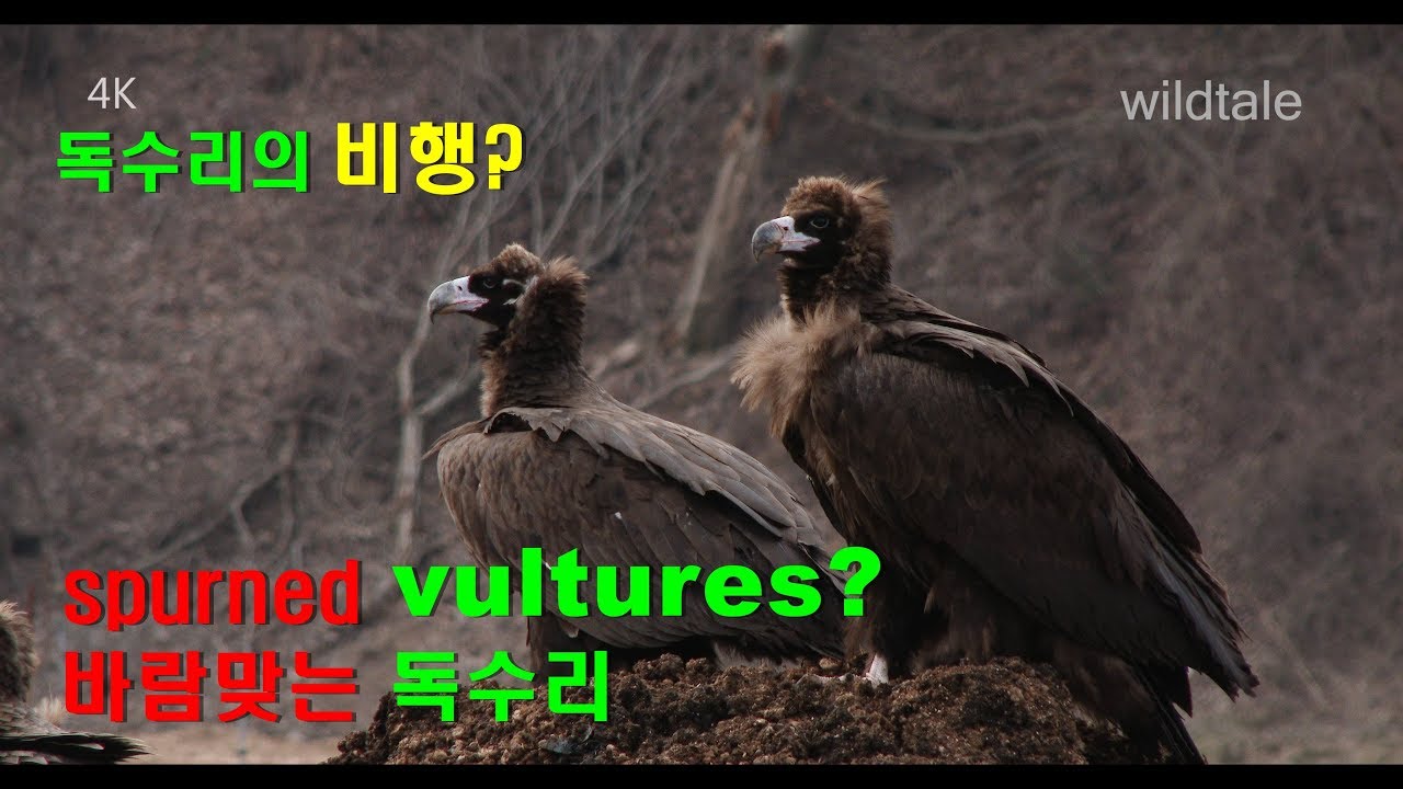 Wind Pattern Flying, 바람맞는 독수리? spurned Vultures - YouTube