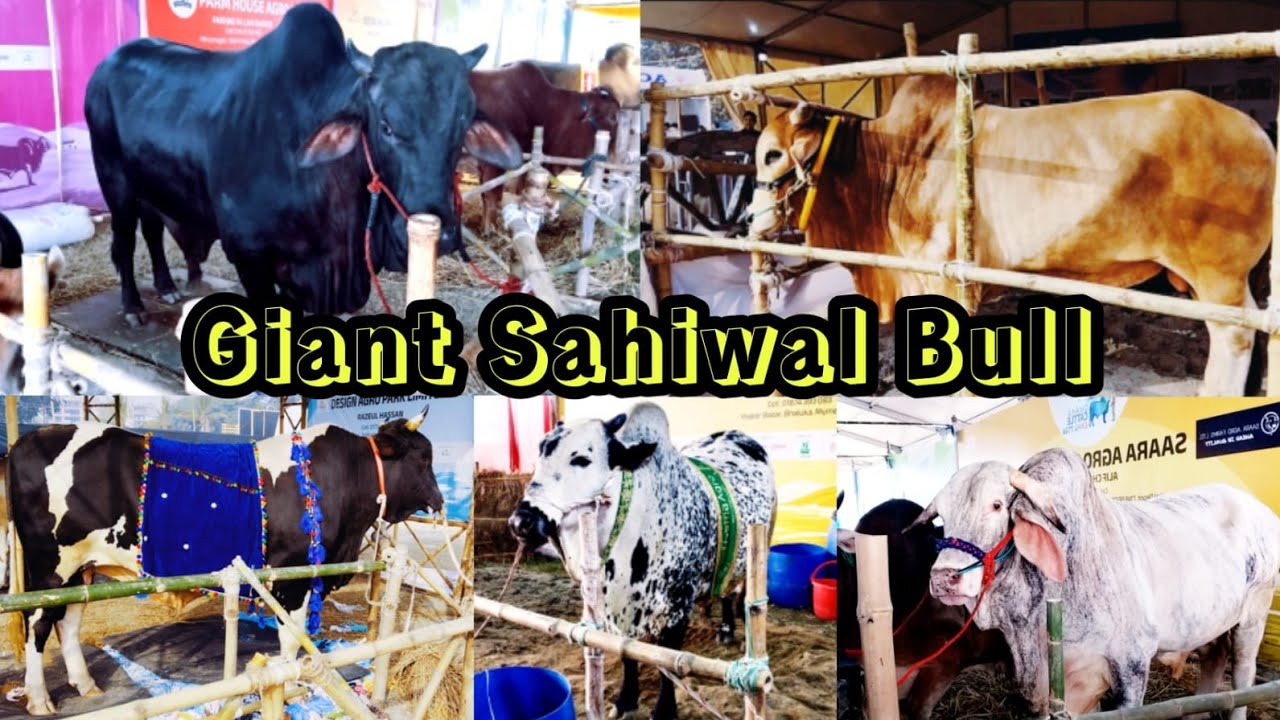 Biggest Black Sahiwal Bull ,Pakhra Bull & Thailand Breed Bull At Dhaka ...